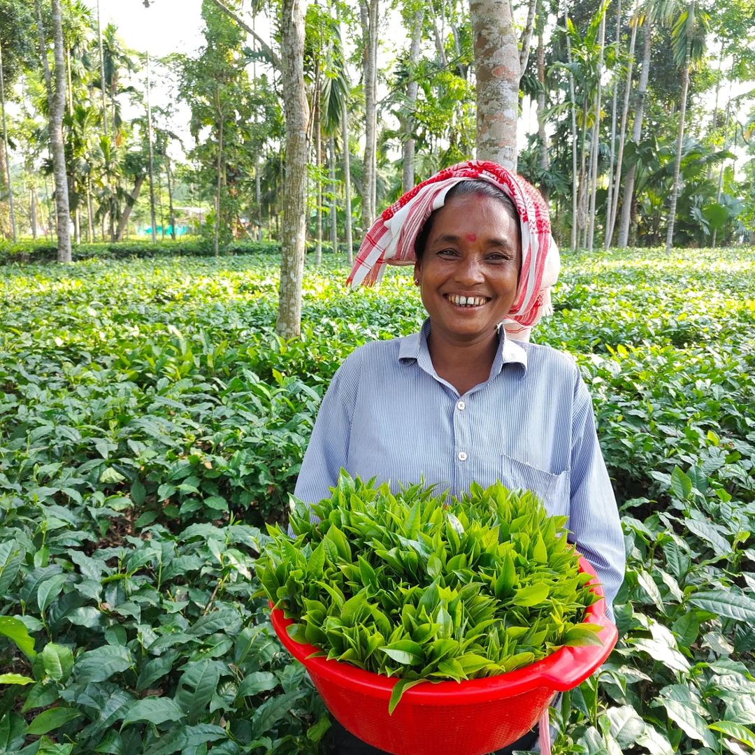 World's First Bagless Tea Dip | Without a tea bag – Woolah